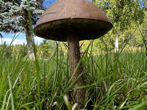 Nsfw Mushrooms In My Neighbors Yard Last Year What Are They And Is