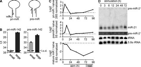 Efficient Mirna Processing Occurs In Activated T Cells A Graphical Download Scientific