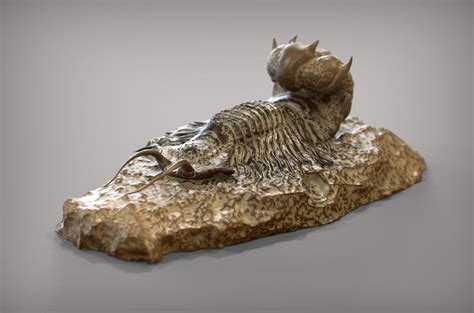 Fossil Series Trilobyte 3d Model 3d Printable Cgtrader