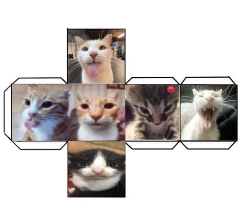 Silly Cat Шаблоны животных Милые котики Иллюстрация кошки