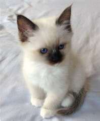 Magnifique Chaton Sib Rien Joomil Ch