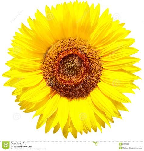 Girassol Foto De Stock Imagem De Macro Isolado Outdoors 2557086