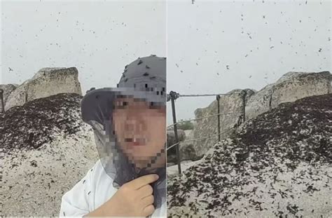 ソウル各地で猛威をふるう「ラブバグ」…北漢山の頂上が真っ黒に 写真枚 国際ニュース：afpbb News