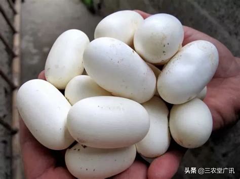 在我国农村地区生长的蛇，哪些是卵生，哪些是胎生，毒蛇都是卵生吗？ 老艾叶的回答 头条问答