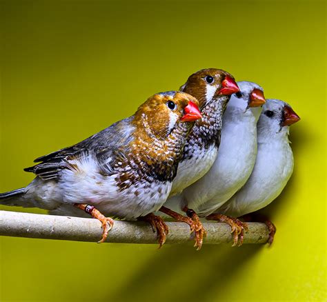 زيبـرا فنـش كربـلاء 𓅫