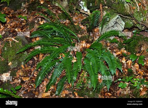 Struthiopteris Spicant Hard Fern Is Native To Eurasia North America