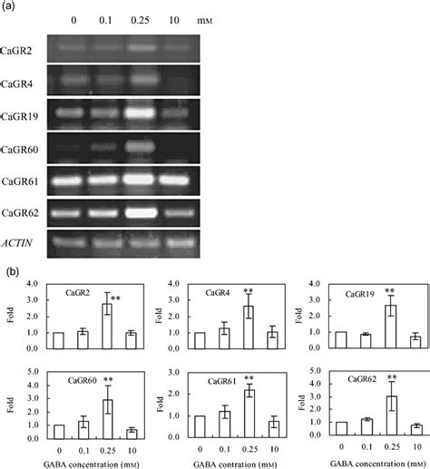 Effects Of Low Gaba Concentrations On The Gene Expression In Caragana