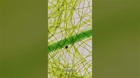 Oxygen कैसे बनी First Life On Earth Cyanobacteria Life Earth Facts Shorts Viral