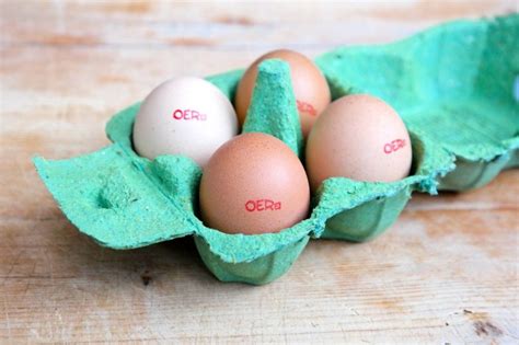 Insect Protein Startup Protix Raises 19m For International Expansion