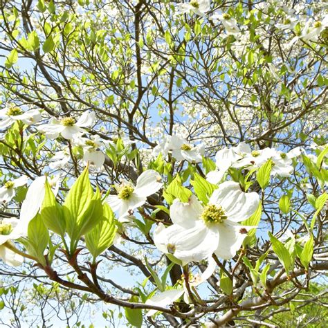 ハナミズキが咲き始めました。 今まで街路 Usamiさんのモーメント Yamap ヤマップ