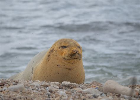 Mediterranean Monk Seal Monachus Monachus כלב ים נזירי Flickr