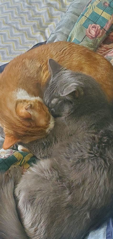 A Sleepy Yin And Yang Rbondedpairs