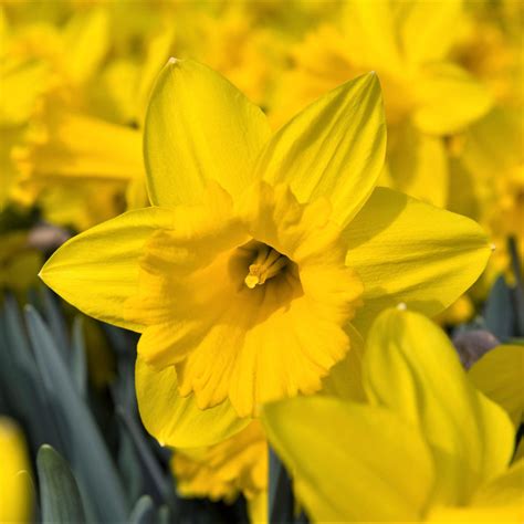 Brilliant And Carefree Yellow Narcissus Bulbs For Sale Marieke Easy