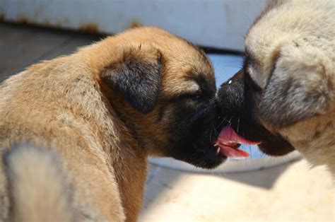 Premium Photo Two Puppies Licking Each Other Tongues