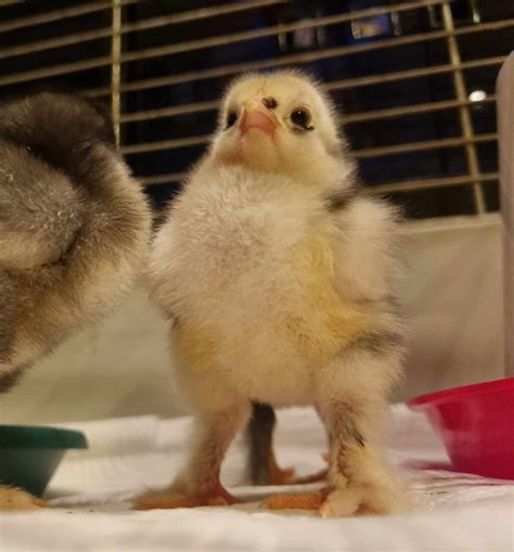 My Chickens Just Ate Their Own Egg Any Tips To Prevent This From