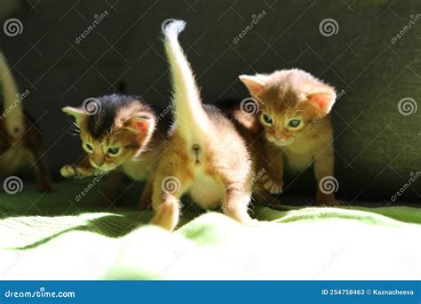 Abyssinian Kittens Play And Have Fun Stock Image Image Of Kittens