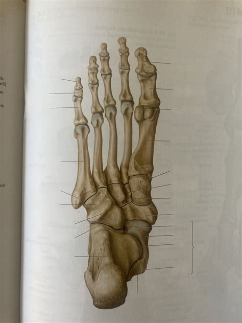 os du pied vue plantaire inférieure Diagram Quizlet