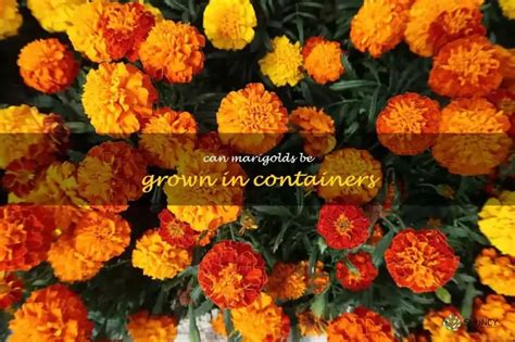 Bring A Splash Of Color To Your Patio Growing Marigolds In Containers