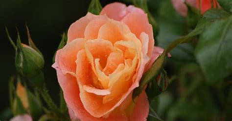 Rose Imgur