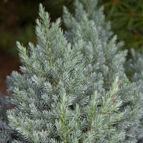 Evergreen Shrubs Spring Hill Nurseries