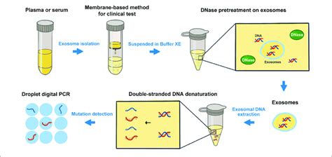 A Brief Work Flow Chart For The Mutation Detection On Exosomal Dna Download Scientific