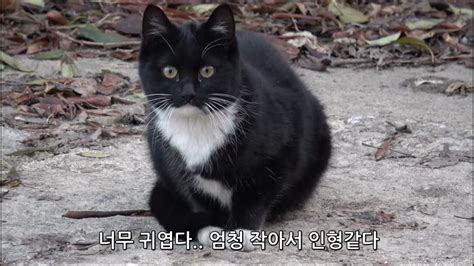 꽁꽁어는 추위를 견디는 겨울고양이 겨울똥개 크림이 Youtube