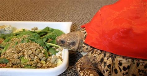 Student 3d Prints New Prosthetic Shell For Rescue Tortoise Cleopatra