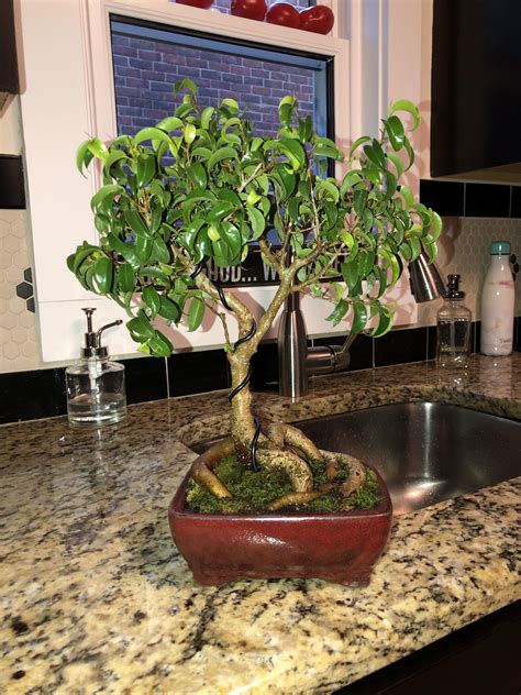 Ficus Bonsai Tree Fruit At Tamara Wilson Blog