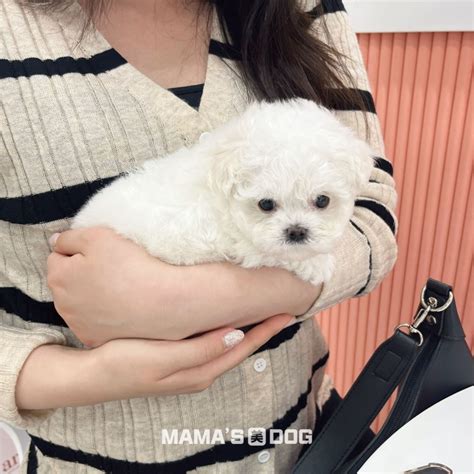 미니비숑 분양완료 Rieview 마마스미독