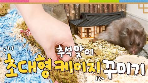 햄스터 초초초대형 케이지 꾸미기 추석 가을 맞이 햄스터 케이지 꾸미기 YouTube