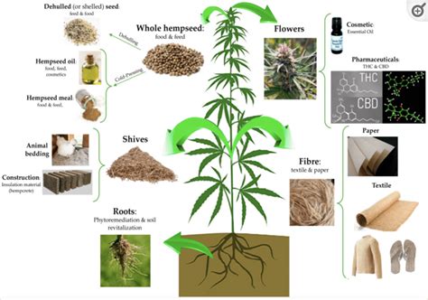 Hemp Seeds Little Nutrition Powerhouses And Recipes To Try Now