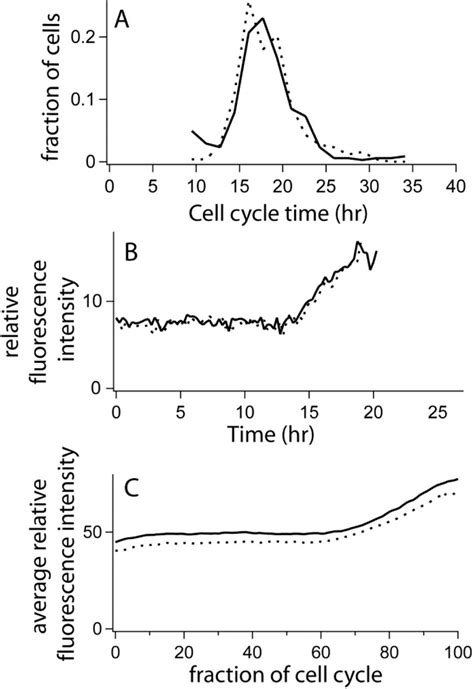 segmenting and tracking cellular populations in phase contrast microscopy