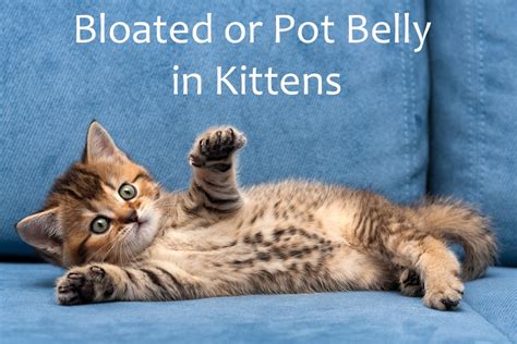 Newborn Kitten Bloated Stomach Captions Definition