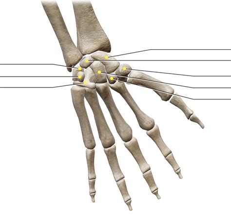 Appendicular Carpals Anterior Diagram Quizlet