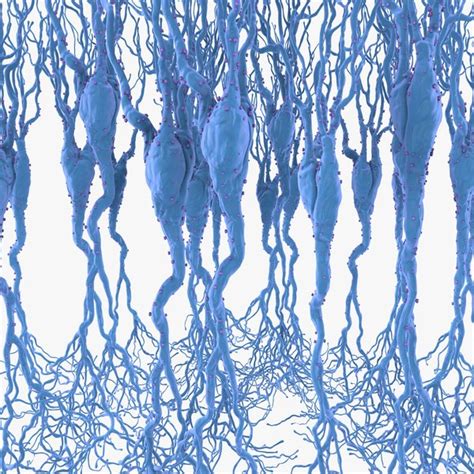 C4d Pyramidal Neurons