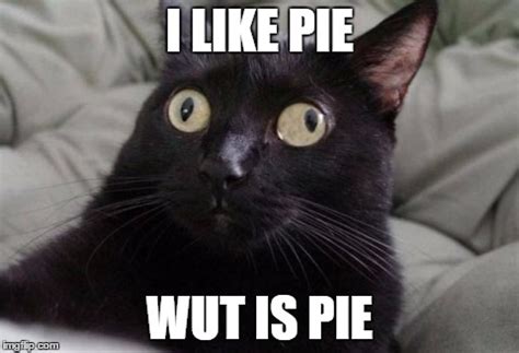 Confused Cat Imgflip