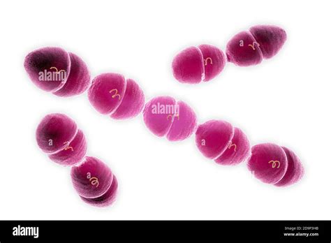 Streptococcus Mutans