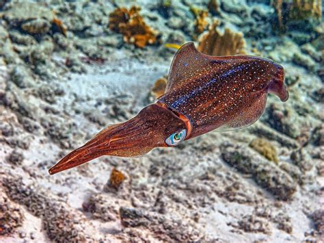Flying Squid Animal Kingdom
