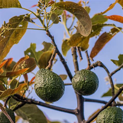 Gem Avocado Trees For Sale