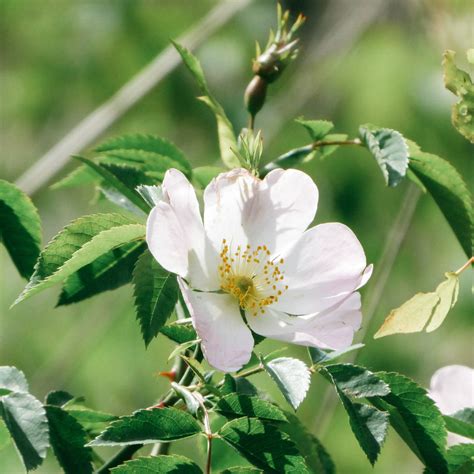 Vintage Rose Diffuser Refill St Eval