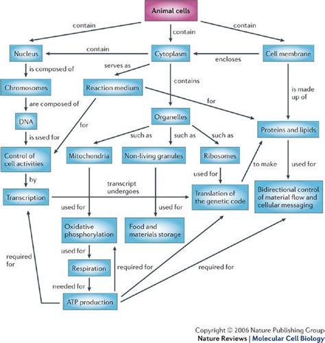 Cell Concept Map Answer Key Biology Corner Map