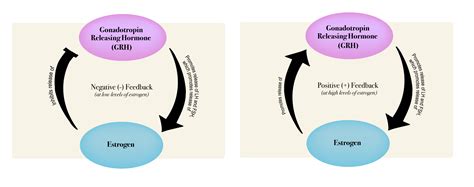 13 8 Female Reproductive Physiology Introduction To The Evolution Biology Of Sex