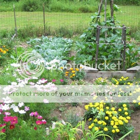 How To Properly Grow An Organic Garden Best Organic Gardening City