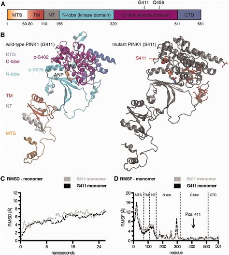 Structural Models For Wild Type And Pg411s Mutant Forms Of Human