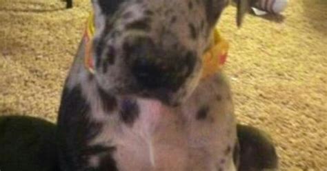 Meet Luxy The Great Dane Imgur