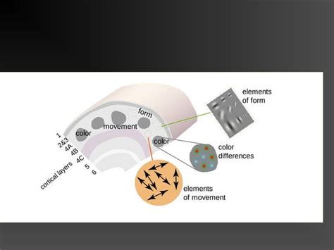 Visual Thinking Colin Ware Lectures 2013 2 Flow Visualization Ppt