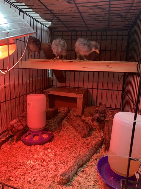 How To Set Up A Brooder Box For Chicks Artofit