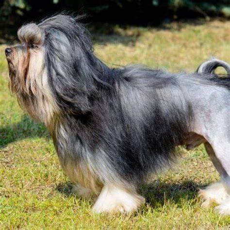 Información Sobre La Raza De Perro Lowchen Pequeño Purina