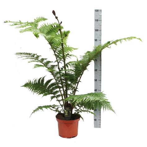 Cyathea Cooperi — Mayorista De Plantas Floraccess