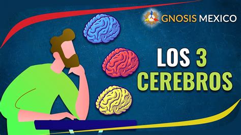 Cuales Son Los 3 Cerebros Gnosis Mexico Youtube